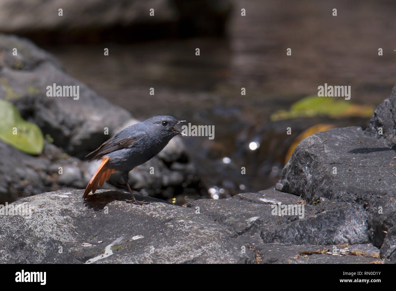 White-capped Water Redstart Stock Photo - Alamy