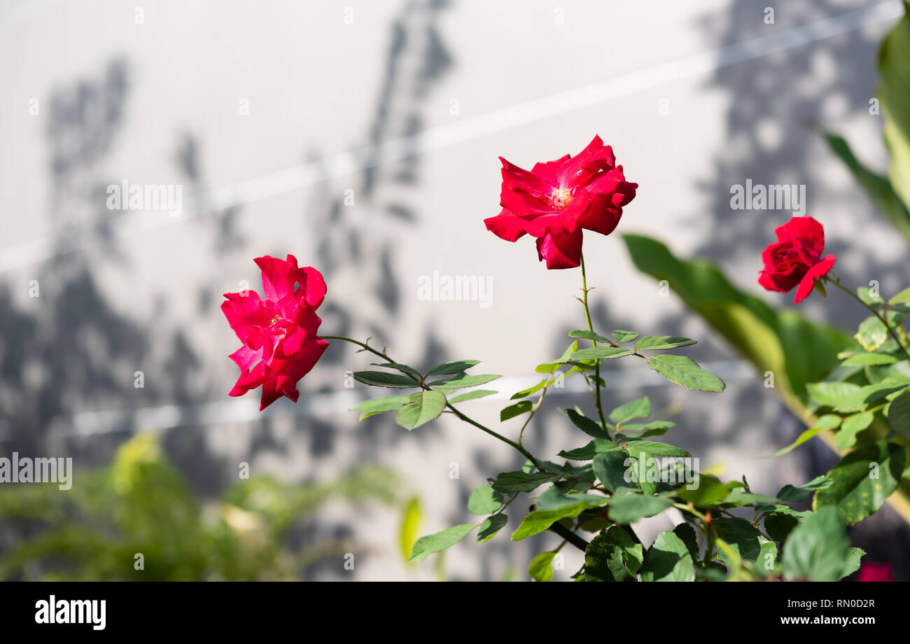 Beautiful red roses flower with morning sun light in outdoor garden ...