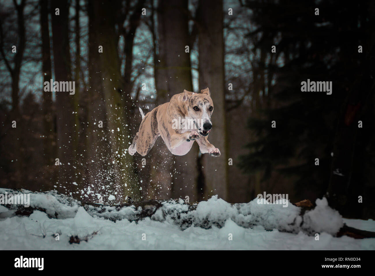 whippet in jump Stock Photo - Alamy