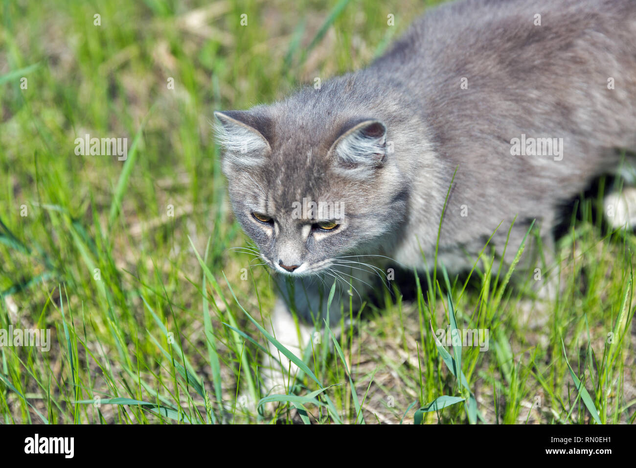 Young animal hunting hi-res stock photography and images - Alamy