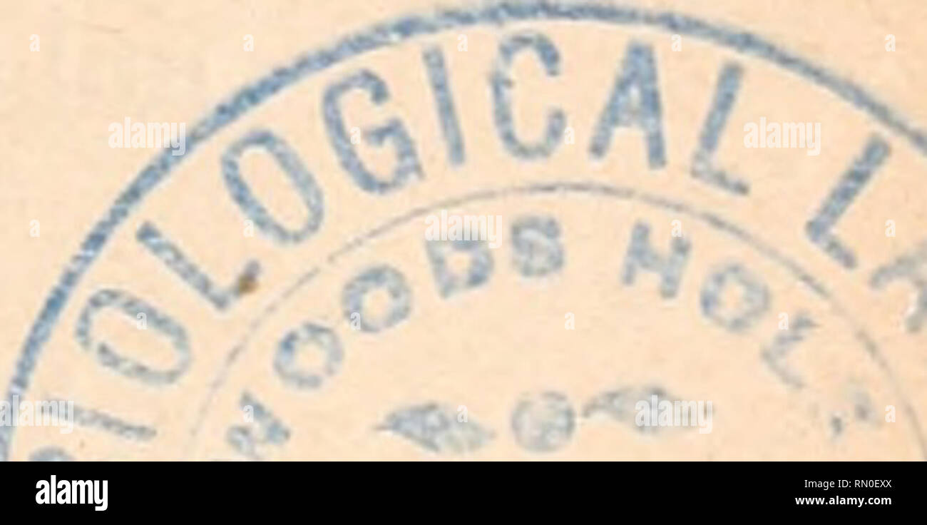 Grenouille au doigt hi-res stock photography and images - Alamy