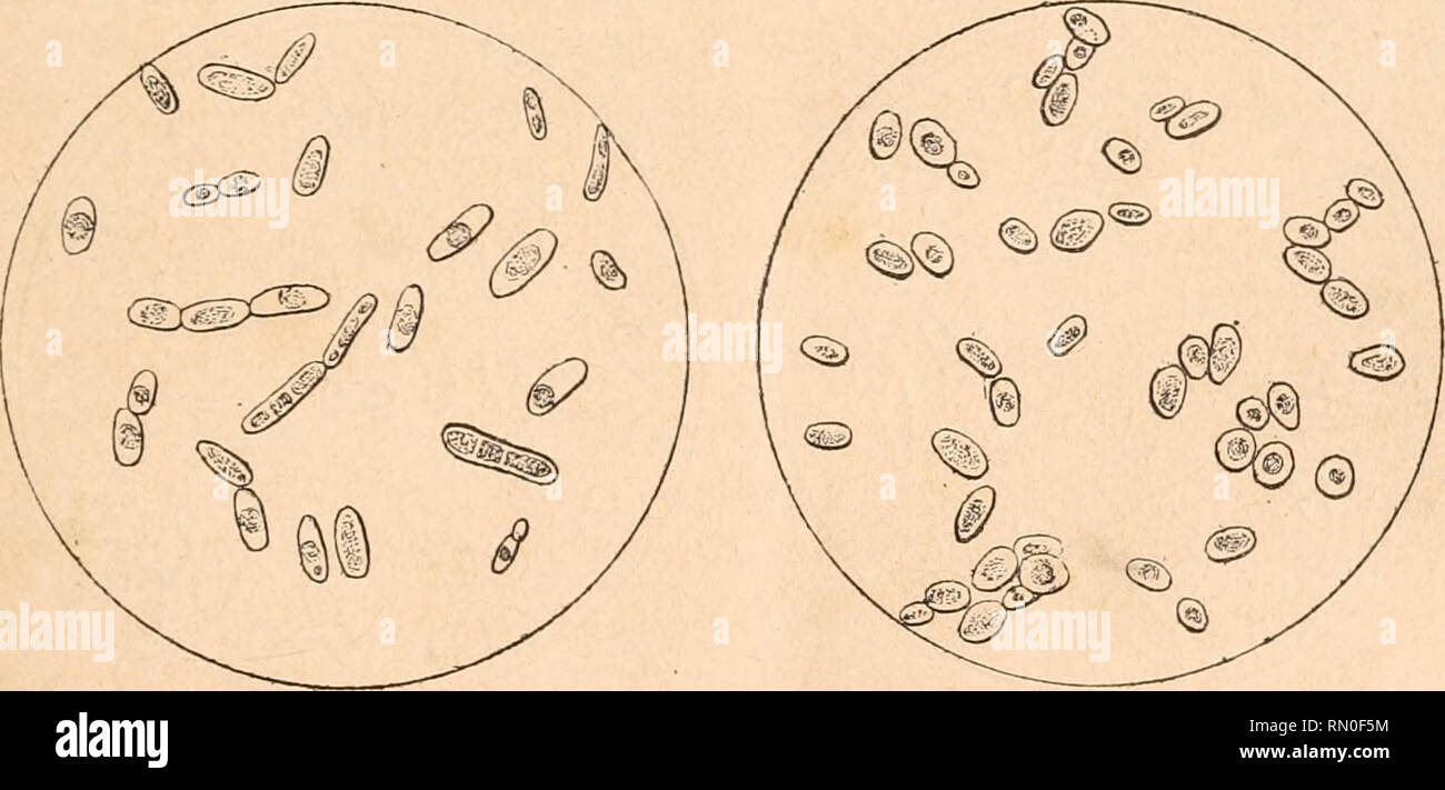 Images de levure hi-res stock photography and images - Alamy