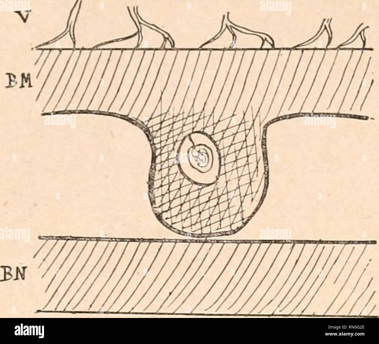 Caduque hi-res stock photography and images - Alamy