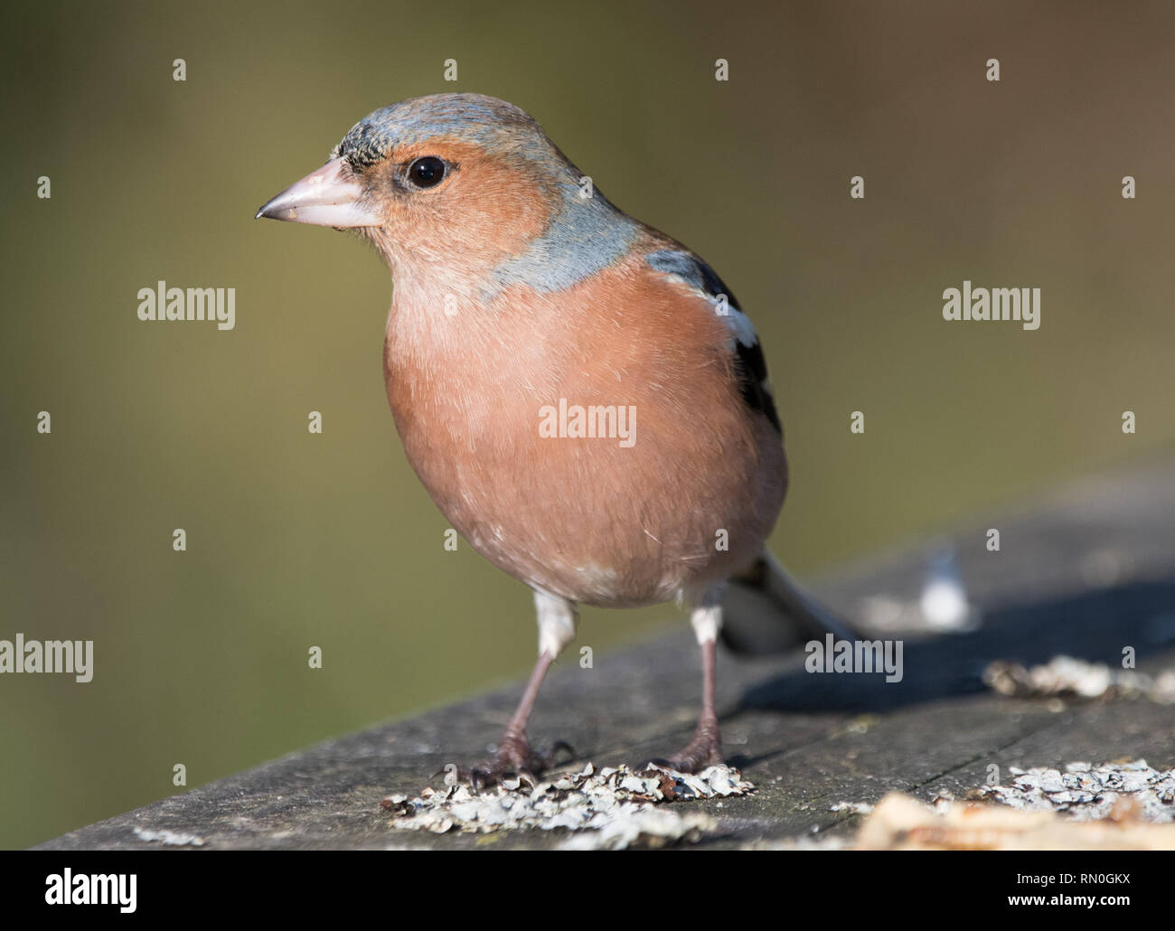Close up common chaffinch hi-res stock photography and images - Alamy