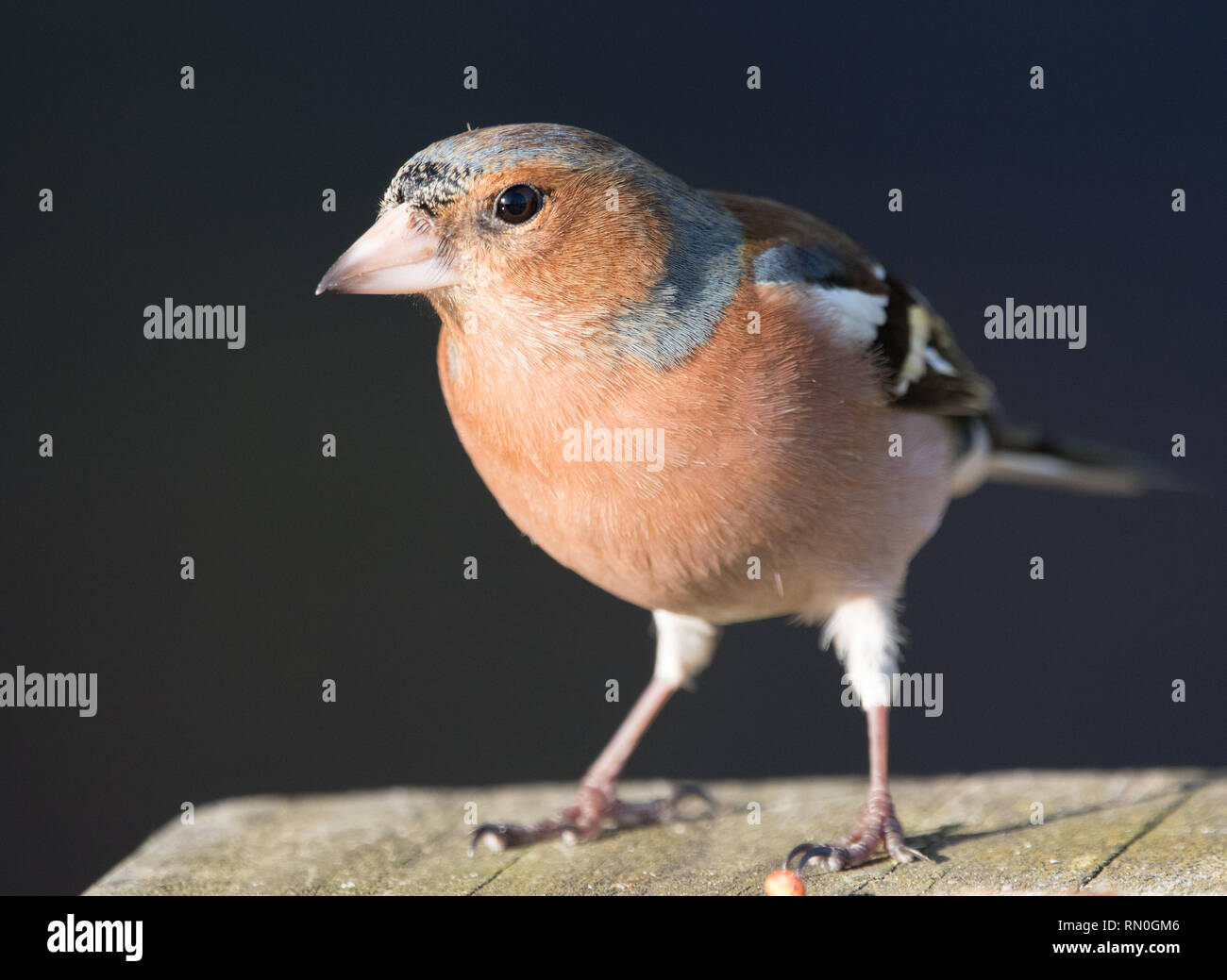 Fringilla species hi-res stock photography and images - Alamy