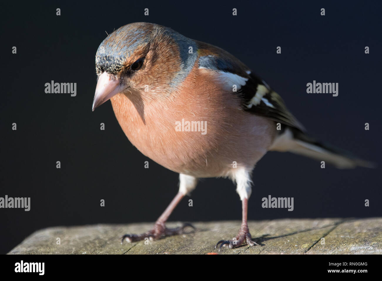 Close up common chaffinch hi-res stock photography and images - Alamy