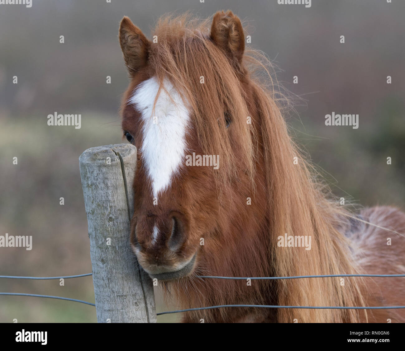 Rugged pony hi-res stock photography and images - Alamy