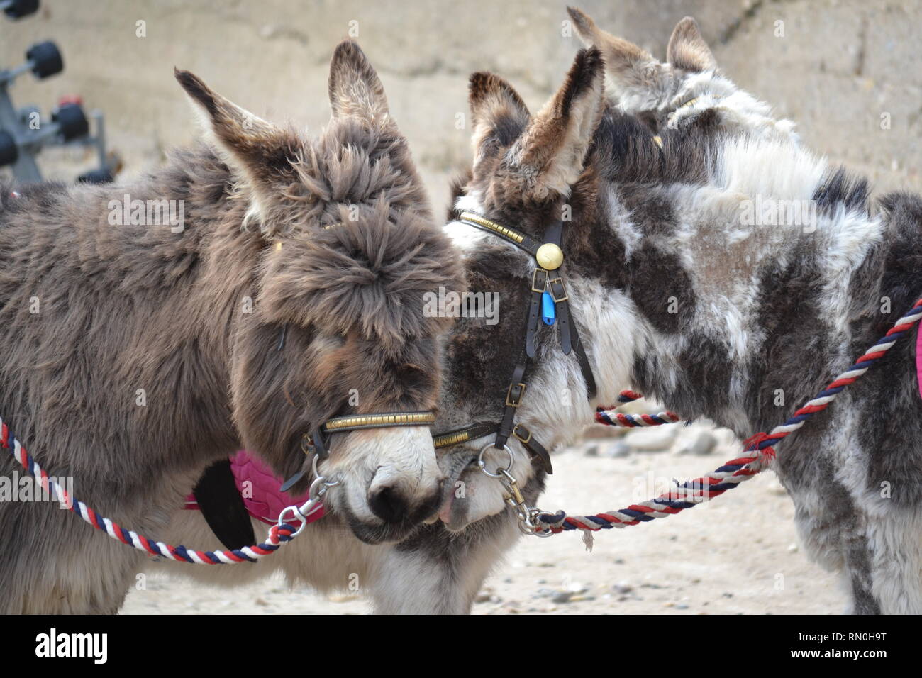 Donkey's on Filey beach. North Yorkshire England. Donkey rides Stock ...
