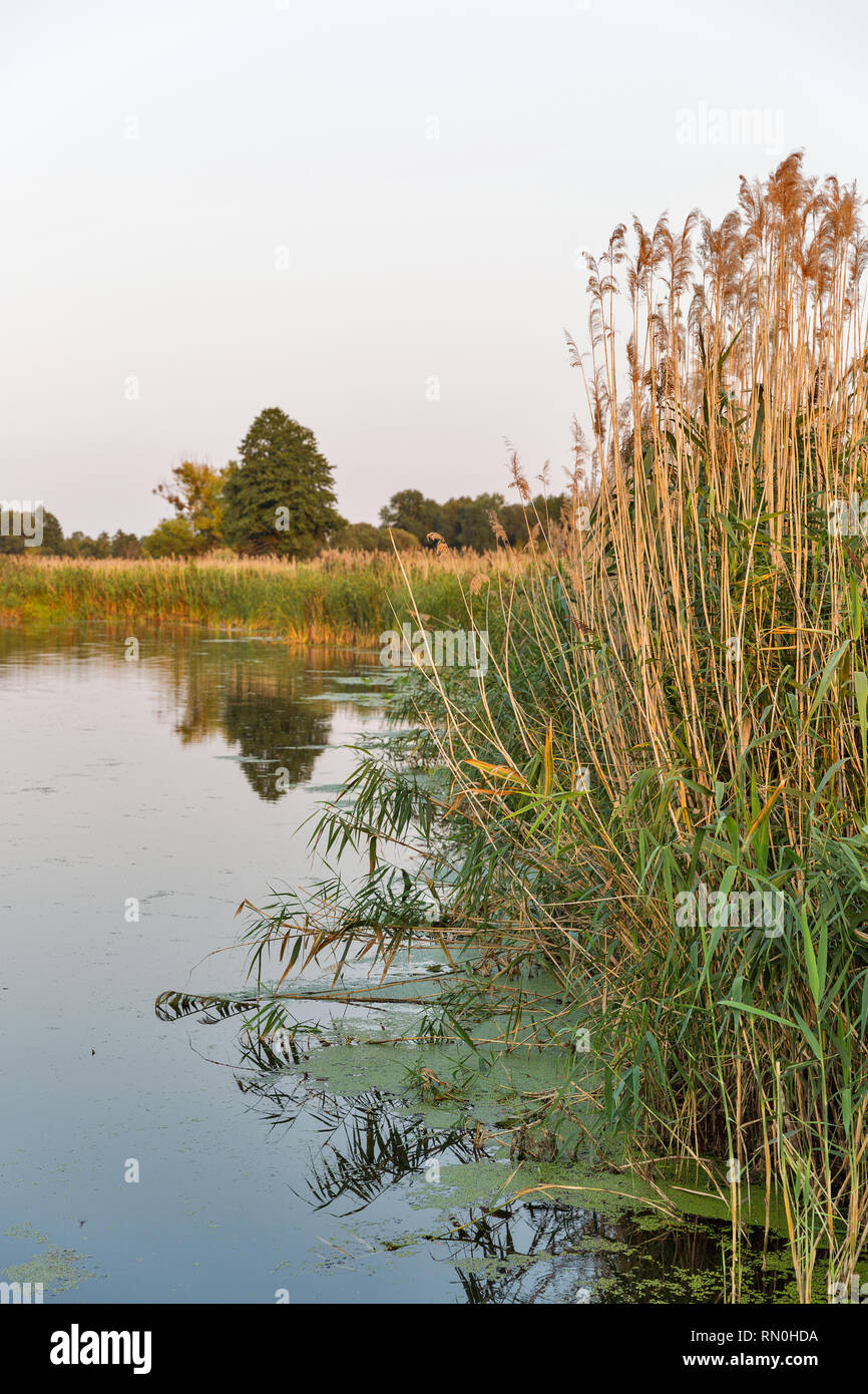 Summer reed hi-res stock photography and images - Alamy