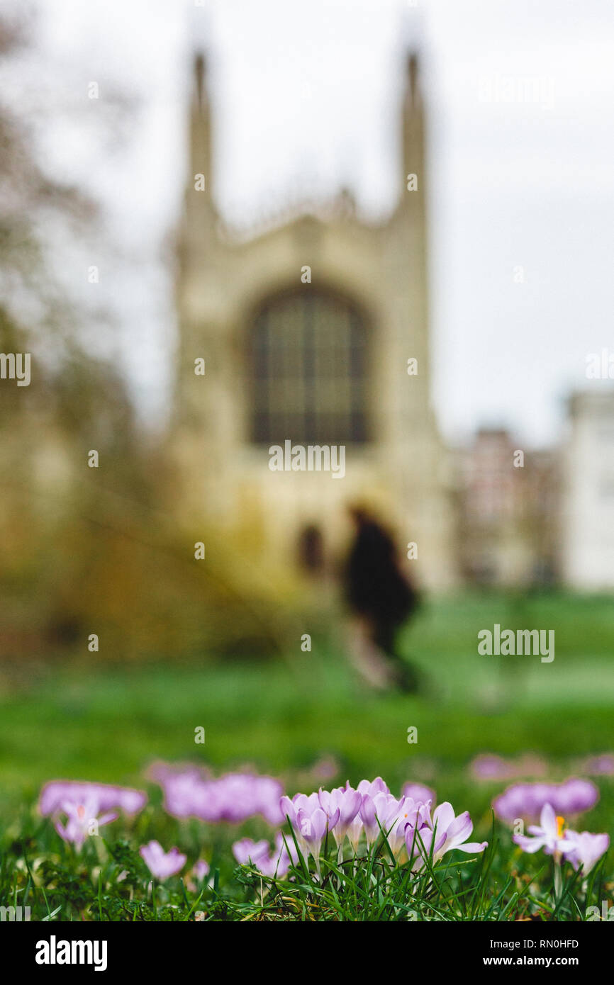 Purple petal backs hi-res stock photography and images - Alamy