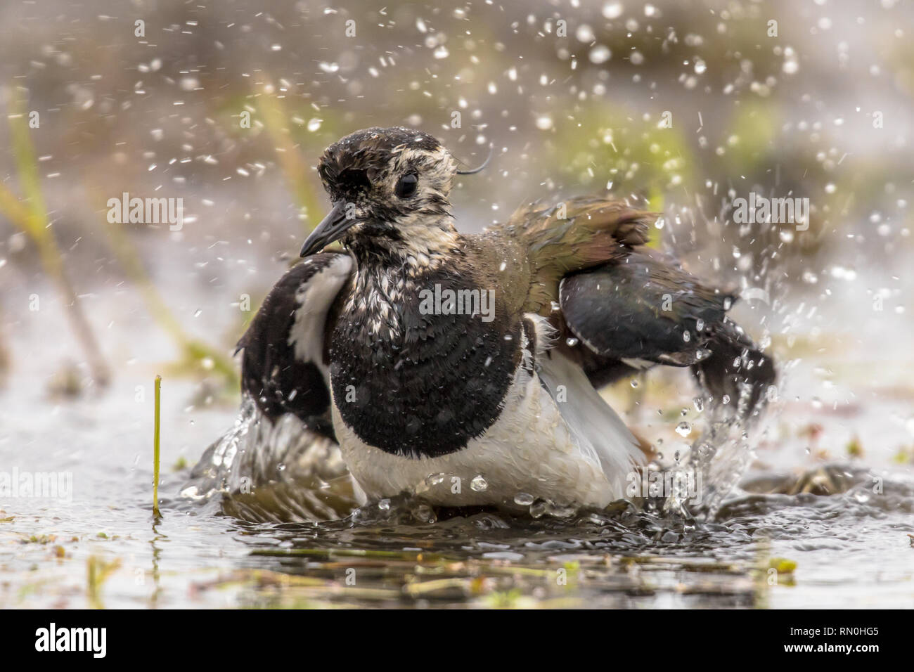 Bird washing hi-res stock photography and images - Alamy