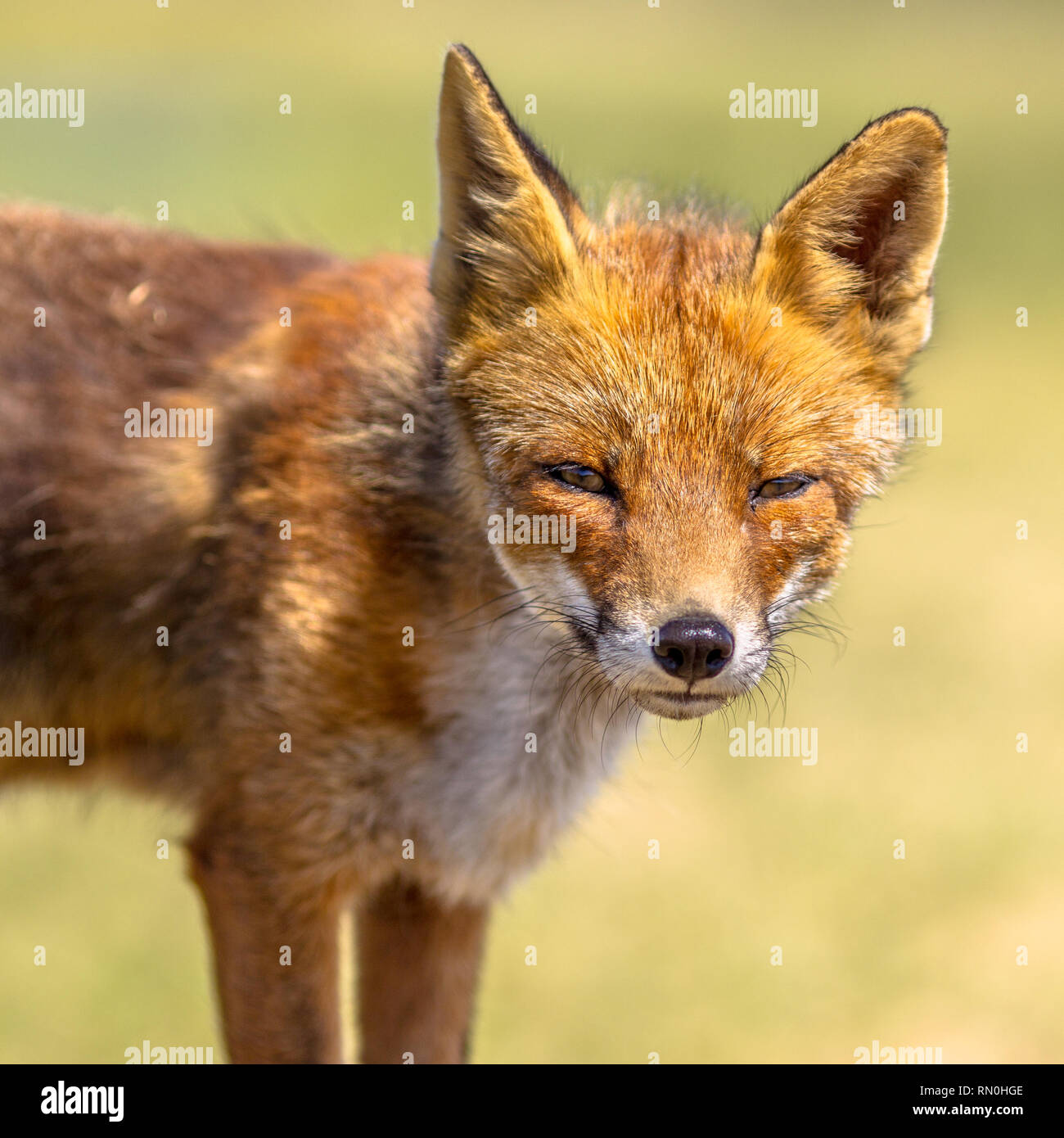 Red fox (Vulpes vulpes) portrait with bright green background. This ...