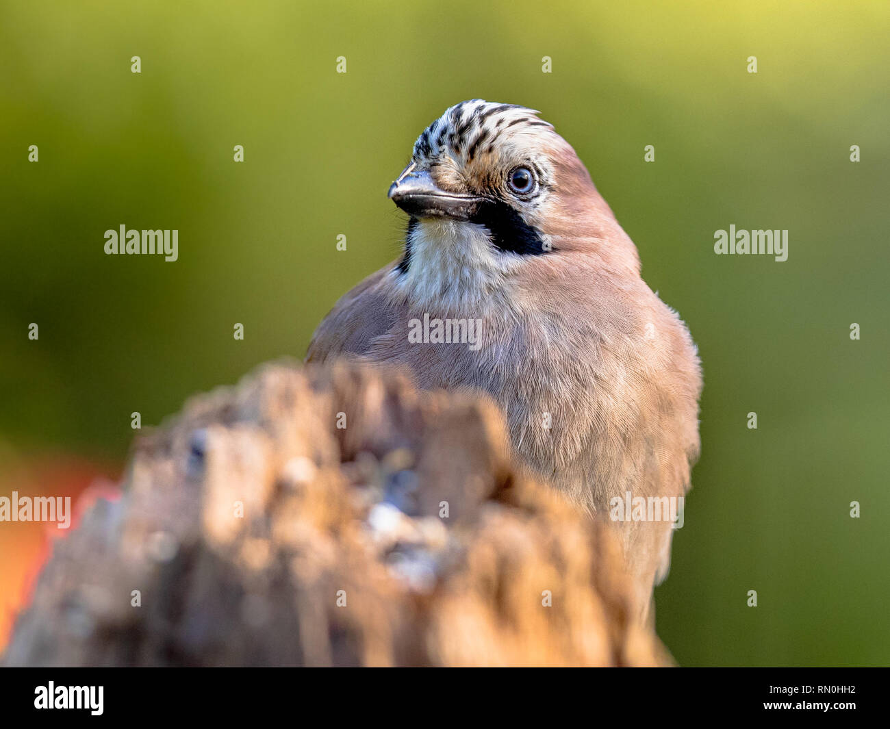 Eurasian jay (Garrulus glandarius) bird looking from behind trunk with ...