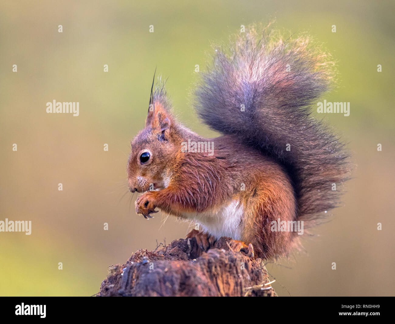 Red squirrel (Sciurus vulgaris) on tree trunk while animal is eating ...