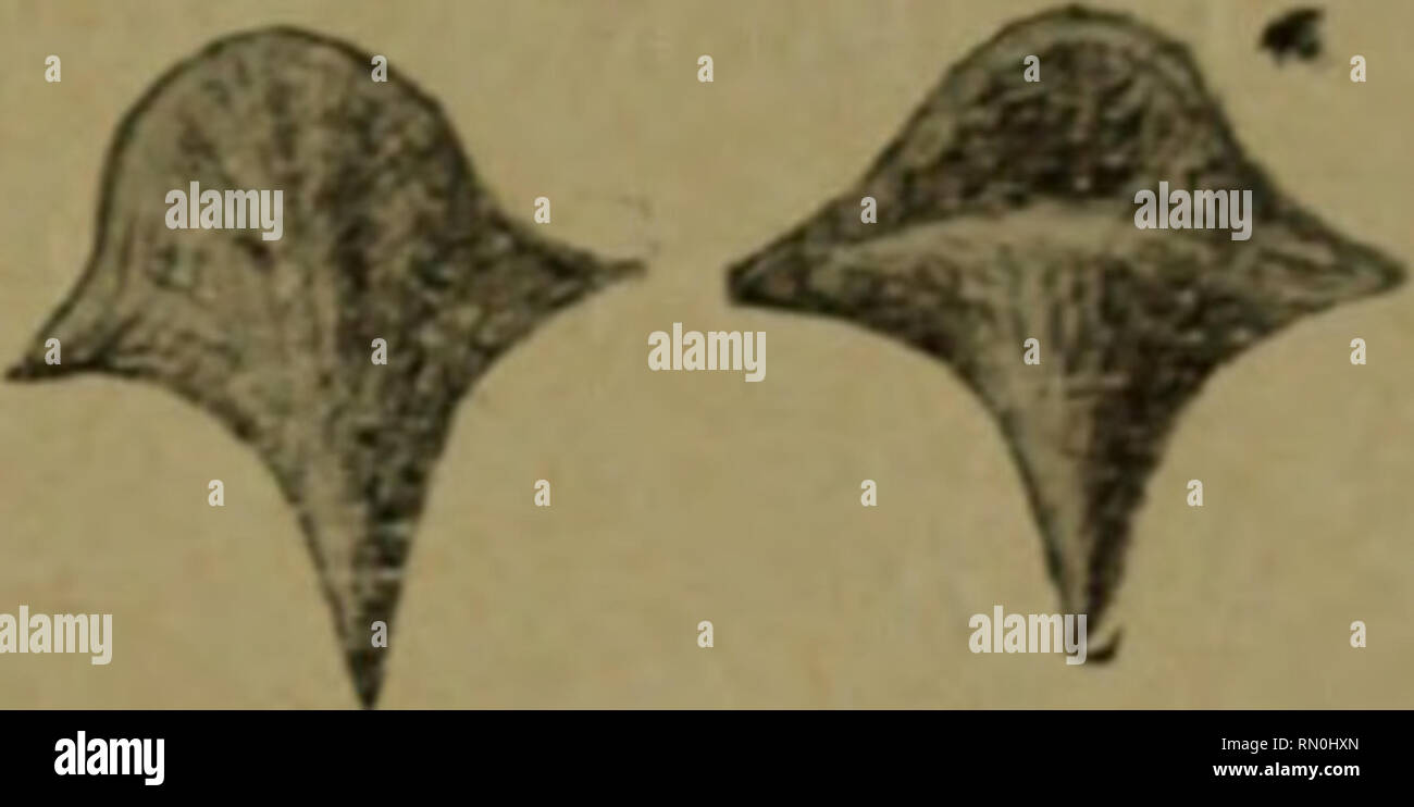 Diacria hi-res stock photography and images - Alamy