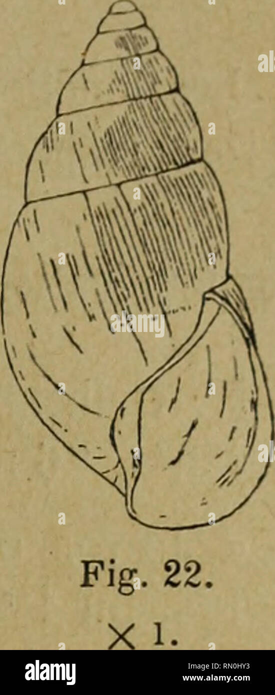 La turrita hi-res stock photography and images - Alamy