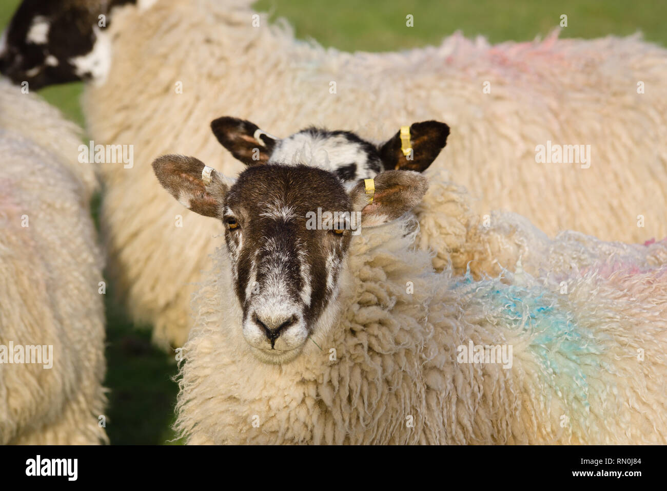 North of England or North Country Mule sheep cross bred between a ...