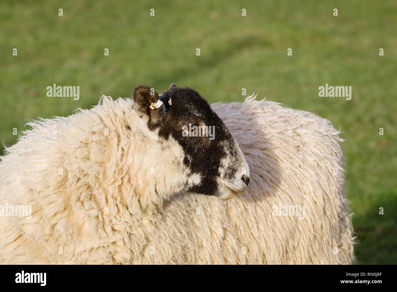 North of England or North Country Mule sheep cross bred between a ...