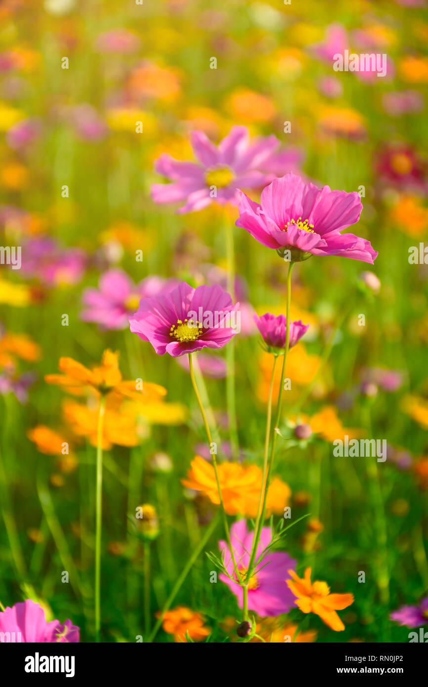 Mexican Aster or Cosmos bipinnatus Cav. in the warm sun light Stock ...