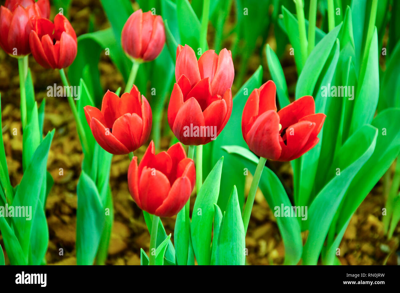 Classic tulip hi-res stock photography and images - Alamy