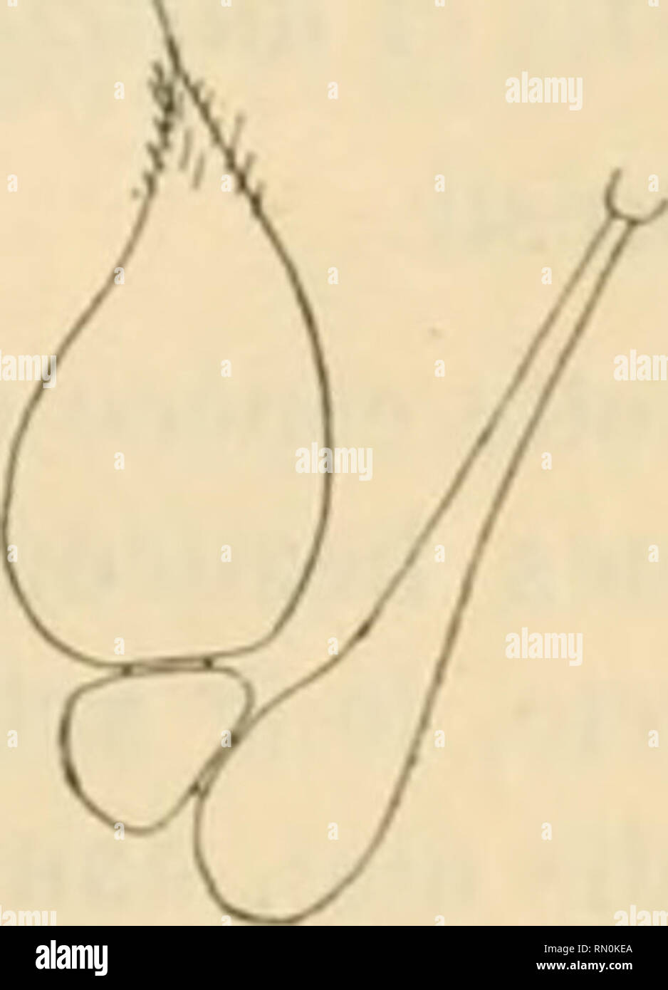 Corps trapu hi-res stock photography and images - Alamy