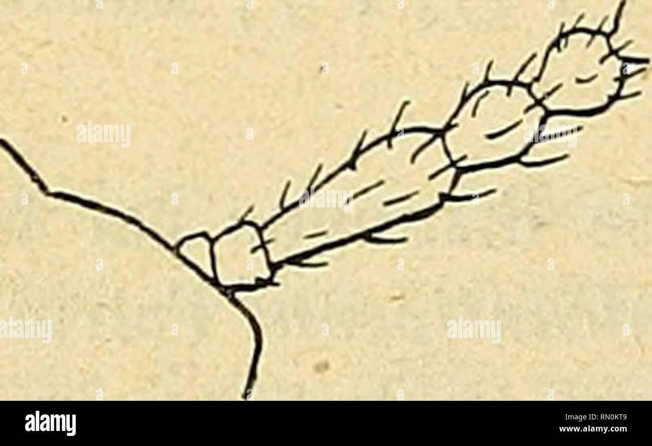 Point de menton hi-res stock photography and images - Alamy