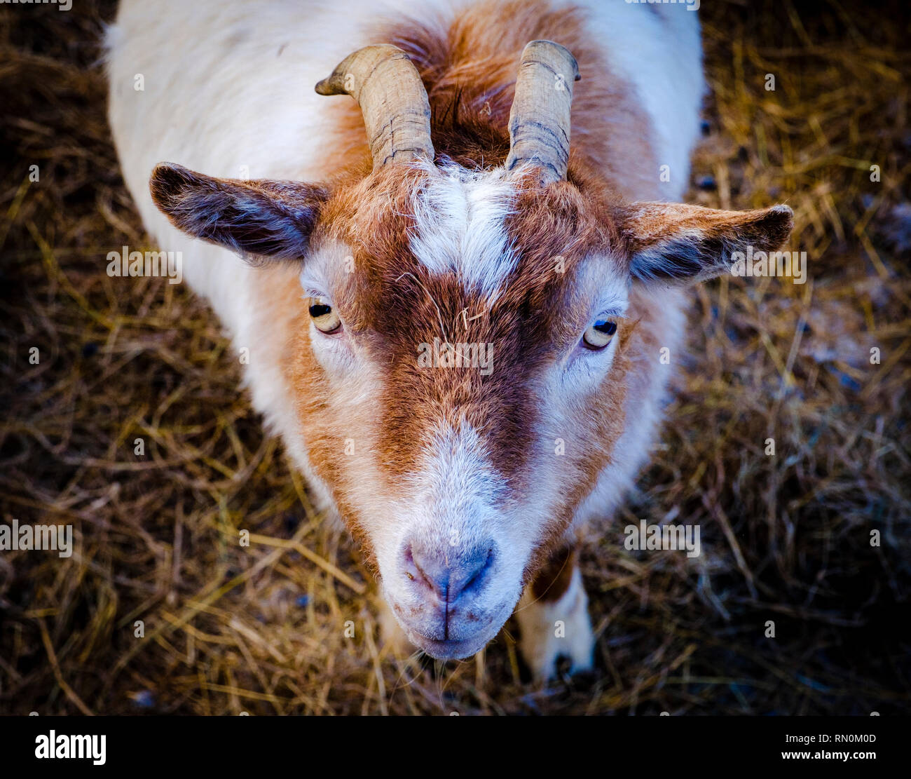 Female Pygmy Goat Stock Photo - Alamy Female Pygmy Goat Stock Photo - Alamy