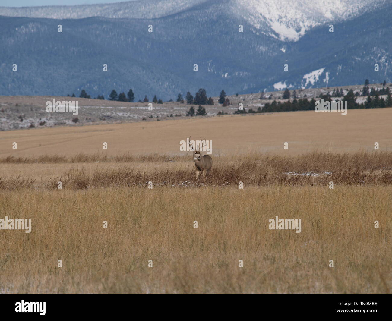 Grey mule deer buck hi-res stock photography and images - Alamy