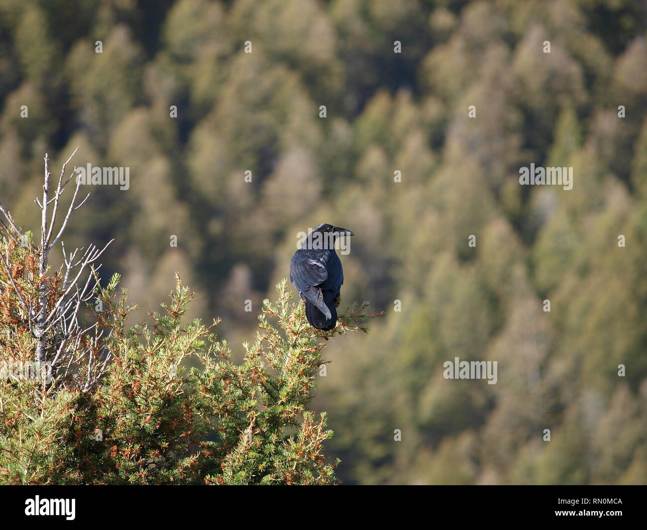 Beautiful crow sitting in a pine tree hi-res stock photography and ...