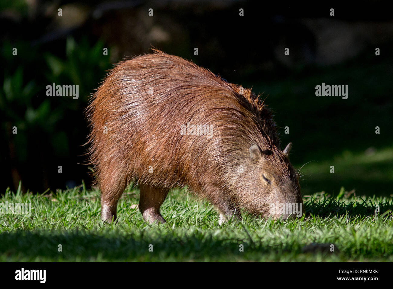 Capybara (biggest rodent in the world) grazing Stock Photo - Alamy
