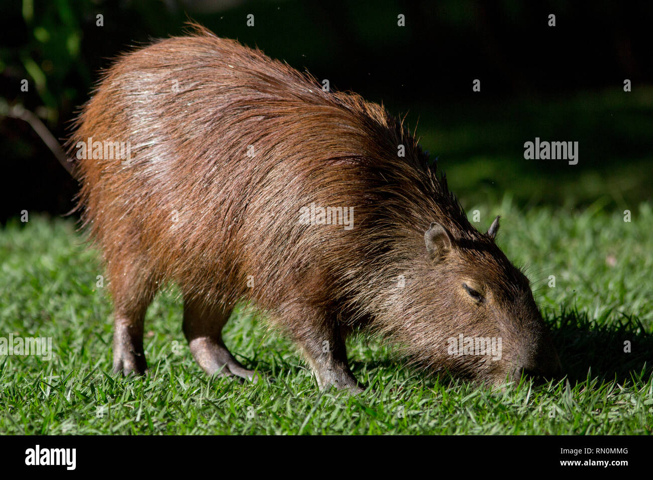 Capybara symbol hi-res stock photography and images - Alamy