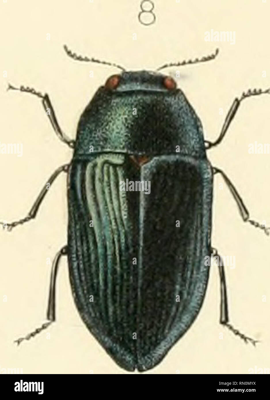 Calodema hi-res stock photography and images - Alamy