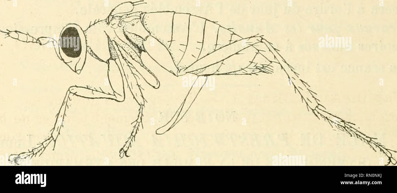 Faune belge hi-res stock photography and images - Alamy