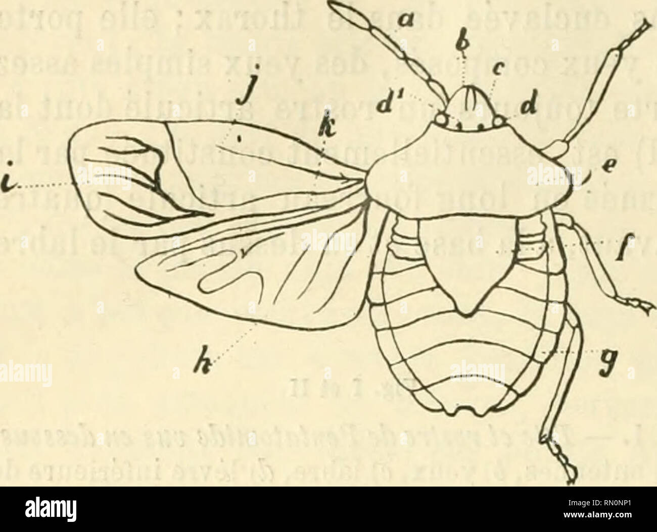 Insectes hemipteres heteropteres hi-res stock photography and images ...