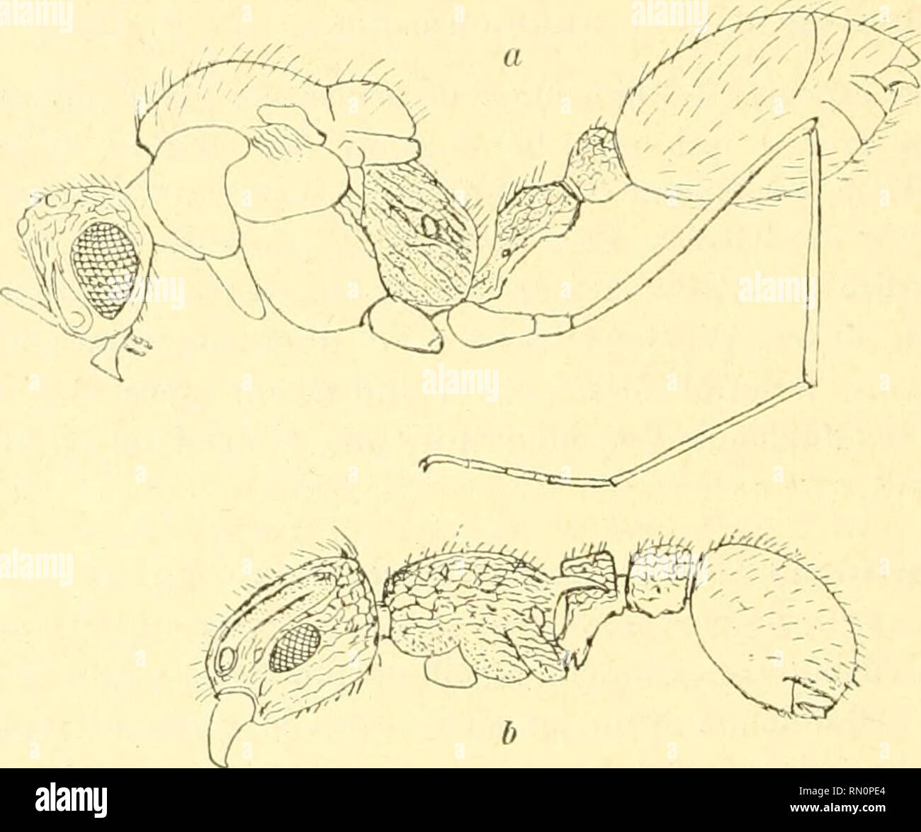 Bord de voûte hi-res stock photography and images - Alamy