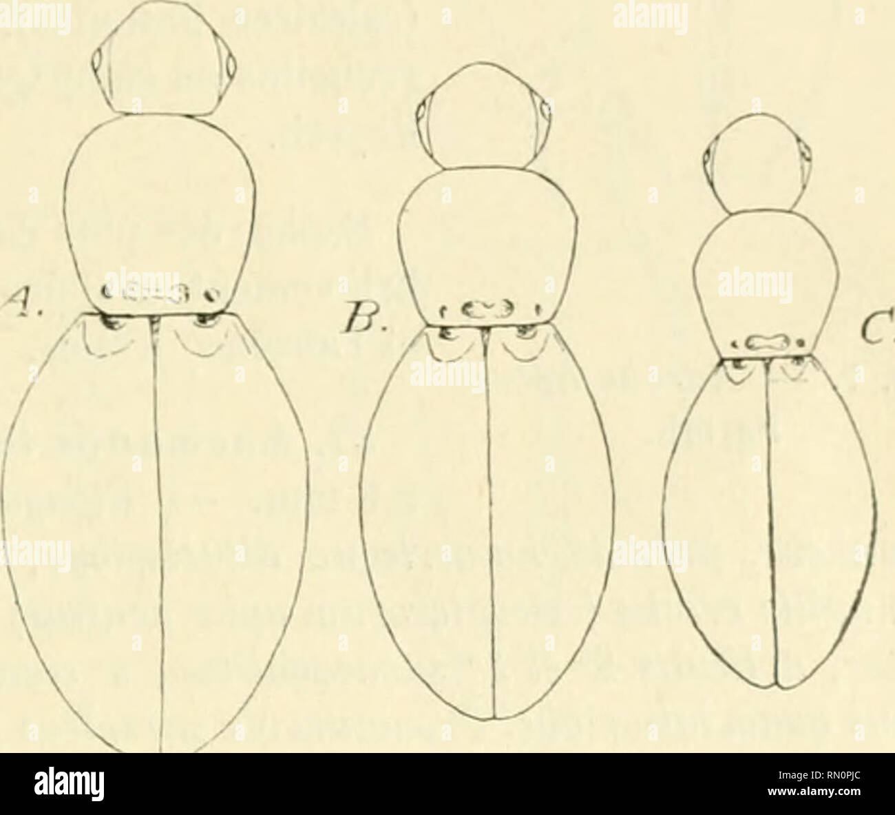 Posticu hi-res stock photography and images - Alamy