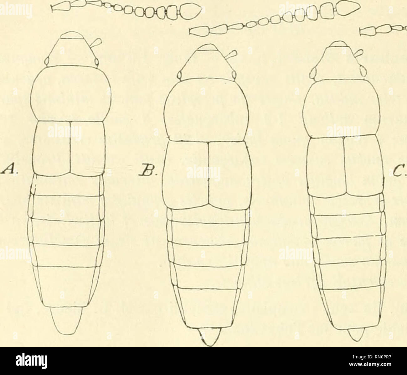 . Annales de la Société entomologique de France. Insects; Entomology ...