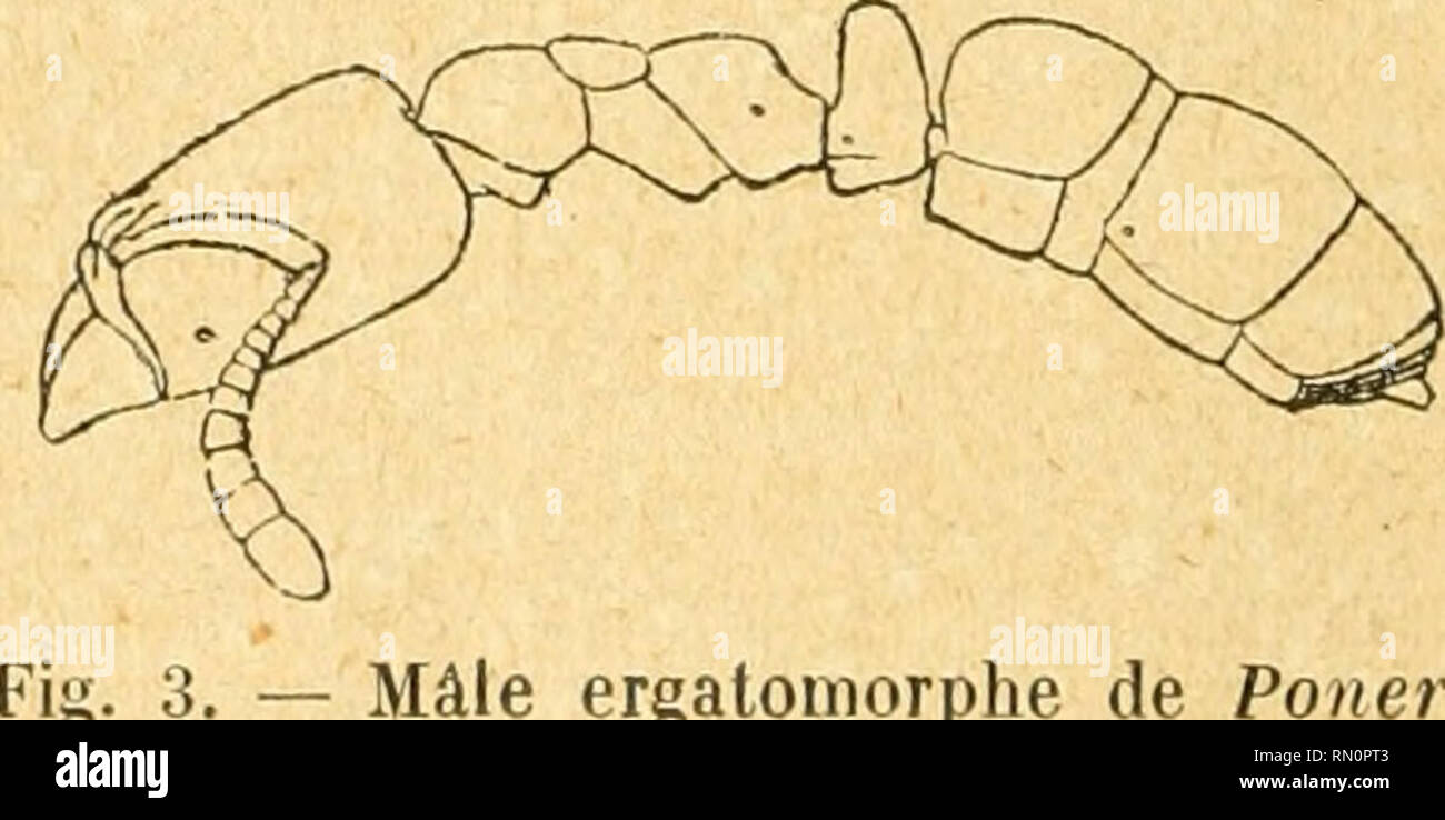 Pseudogynes hi-res stock photography and images - Alamy