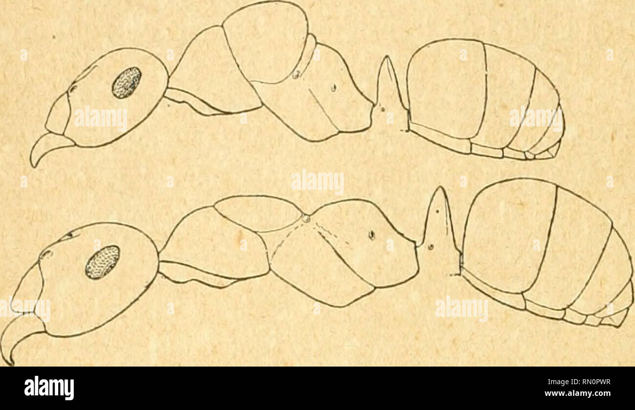 Pseudogynes hi-res stock photography and images - Alamy