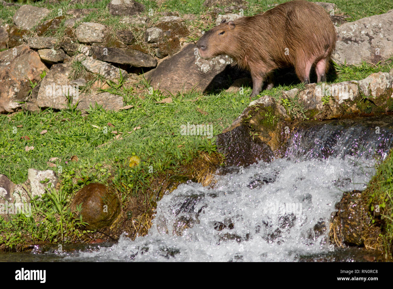 Capybara symbol hi-res stock photography and images - Alamy