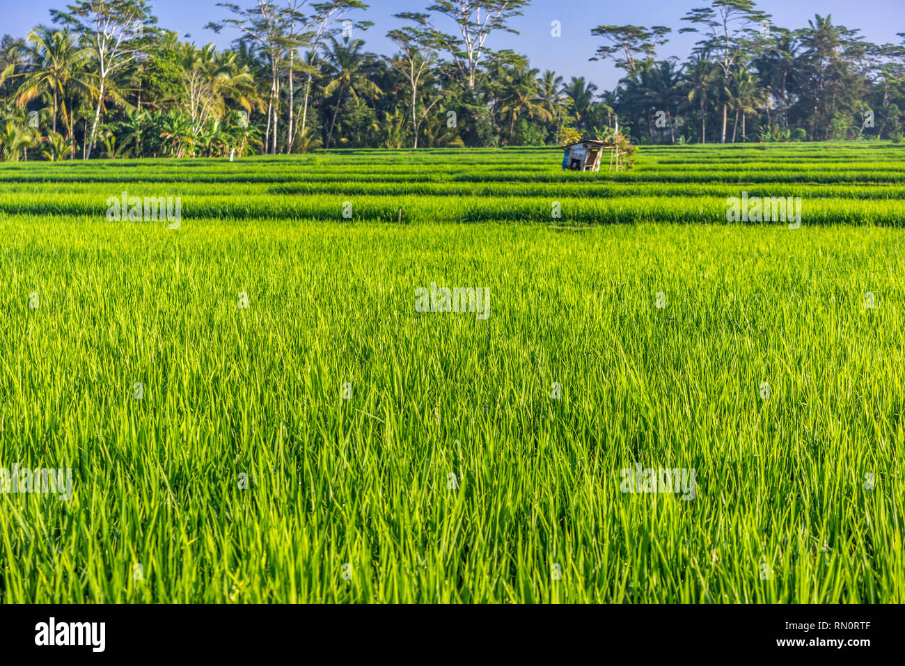 Green rice paddy field near Ubud, Bali, Indonesia Stock Photo - Alamy