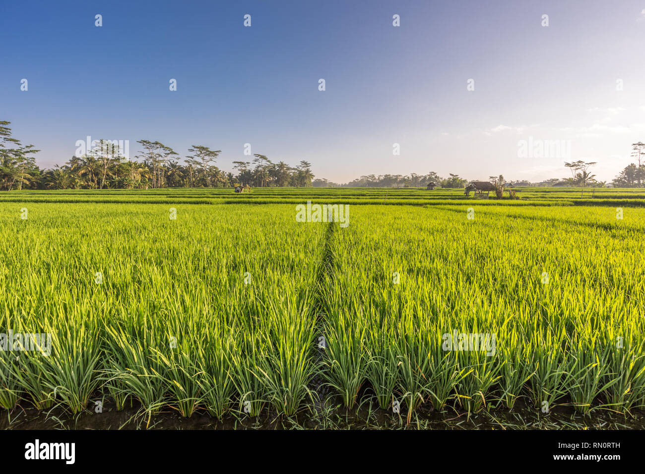 Green rice paddy field near Ubud, Bali, Indonesia Stock Photo - Alamy