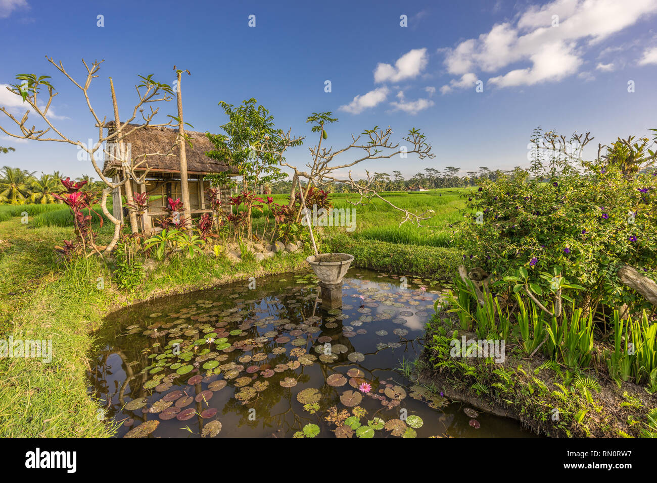 water lilies in small pond at Green rice paddy field near Ubud, Bali ...