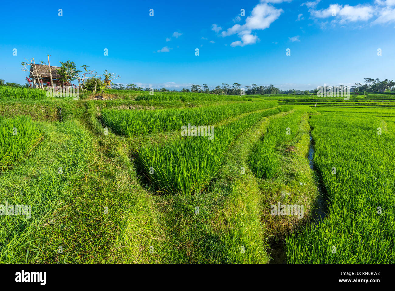 Green rice paddy field in Near Ubud, Bali Stock Photo - Alamy