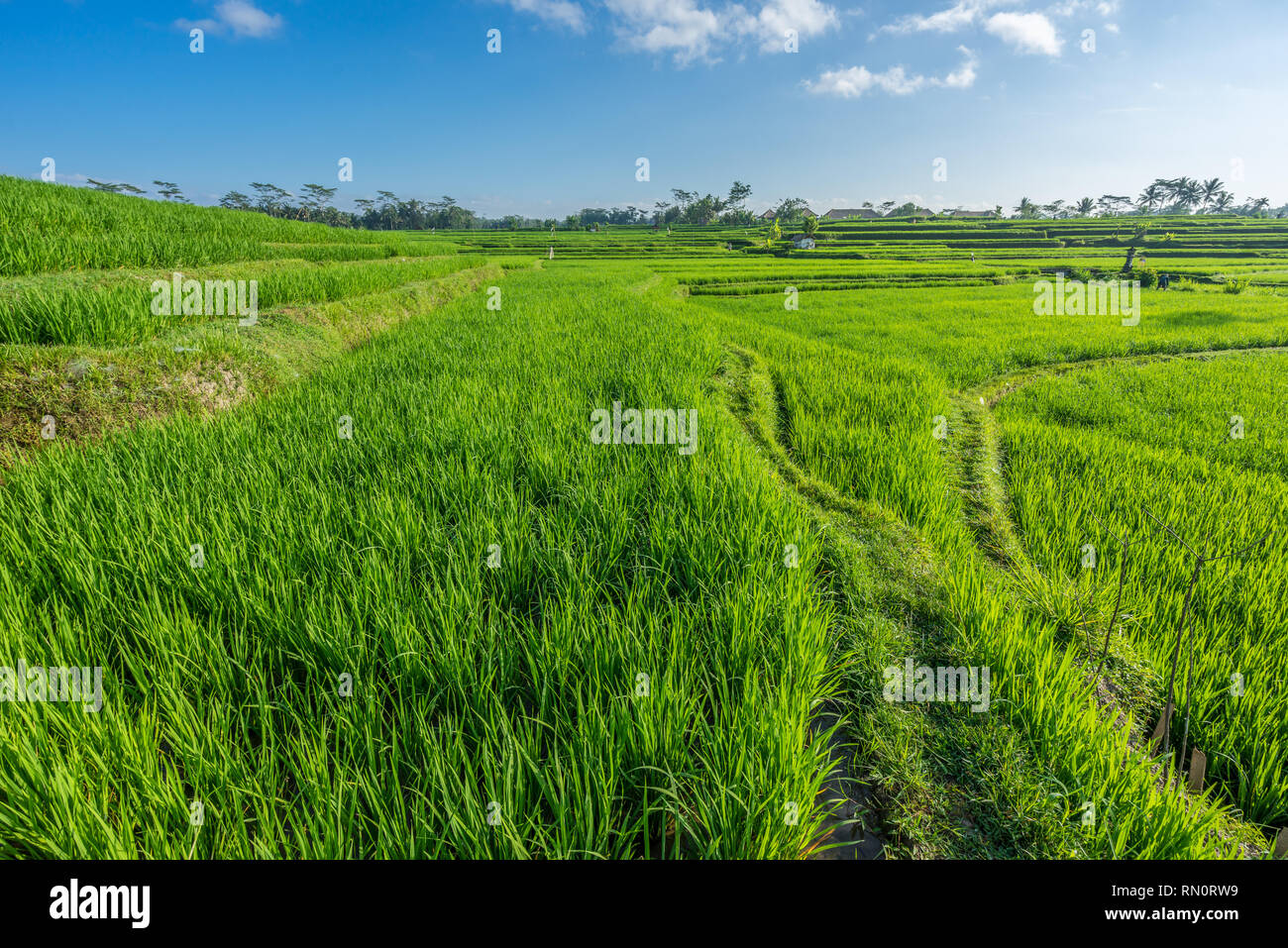 Green rice paddy field in Near Ubud, Bali Stock Photo - Alamy