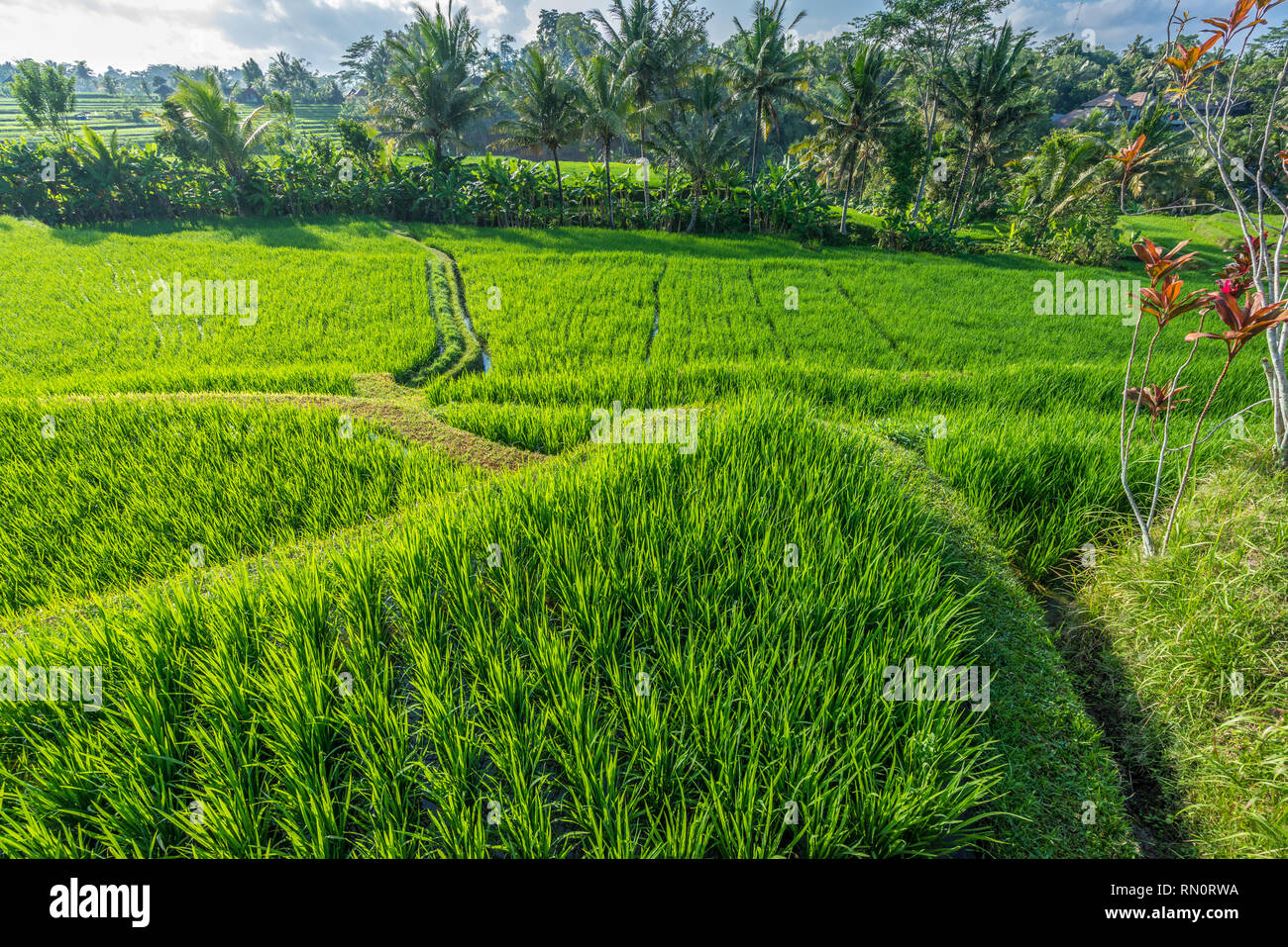 Green rice paddy field near Ubud, Bali, Indonesia Stock Photo - Alamy