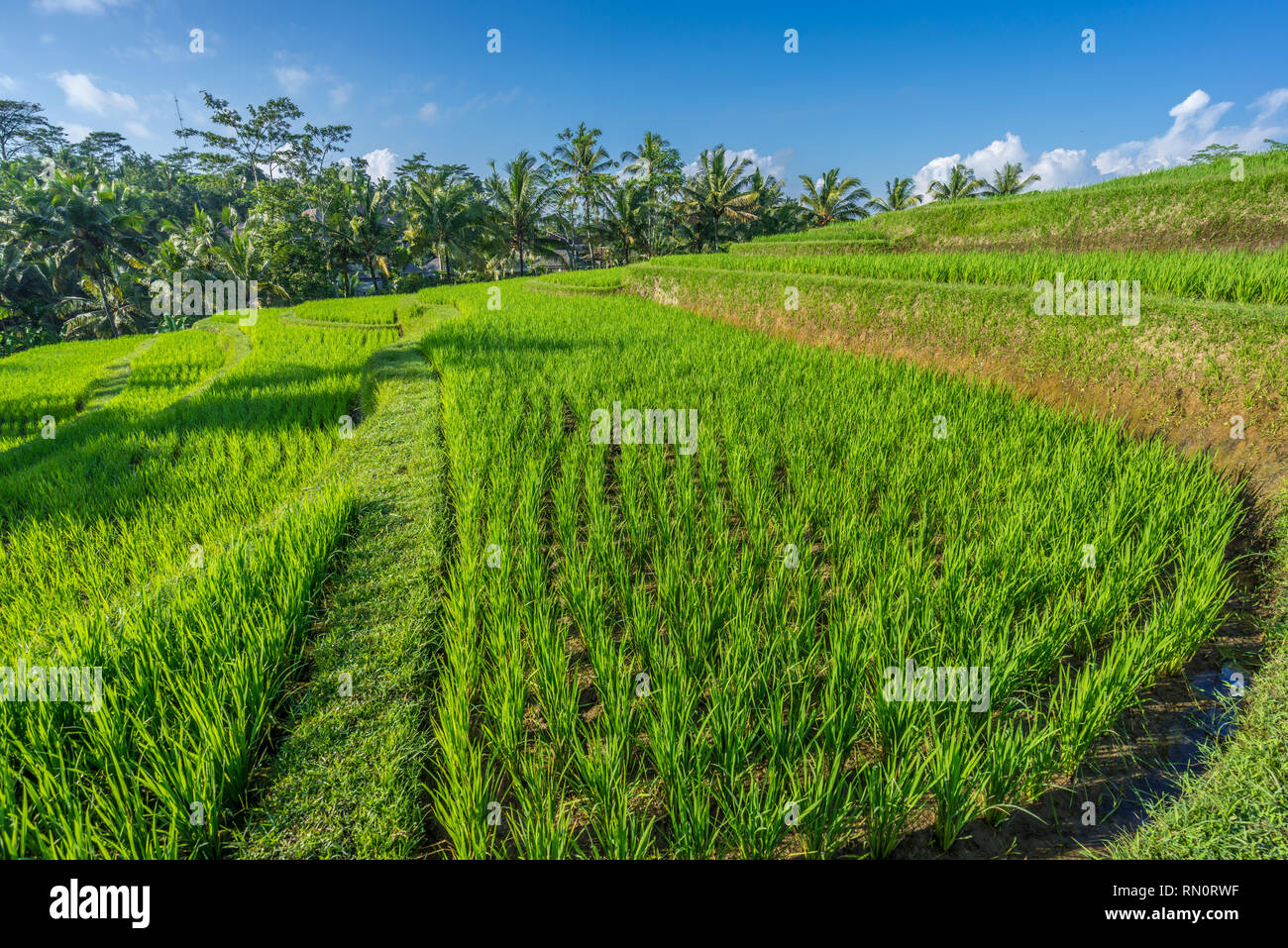 Green rice paddy field near Ubud, Bali, Indonesia Stock Photo - Alamy