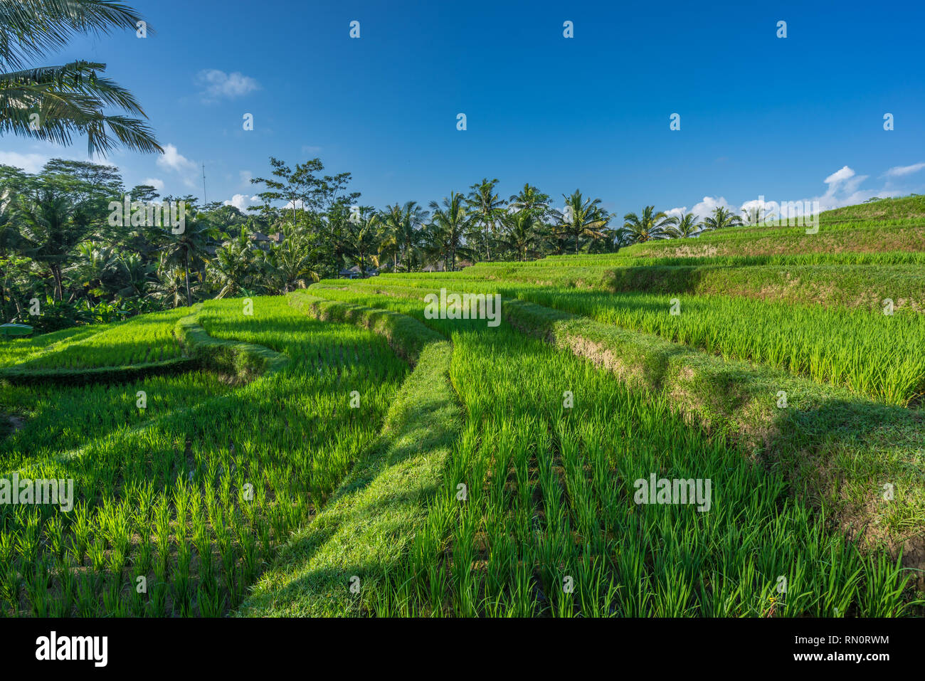 Green rice paddy field near Ubud, Bali, Indonesia Stock Photo - Alamy