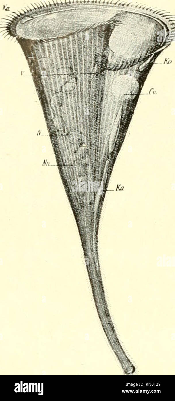 Stentor Coeruleus Labeled