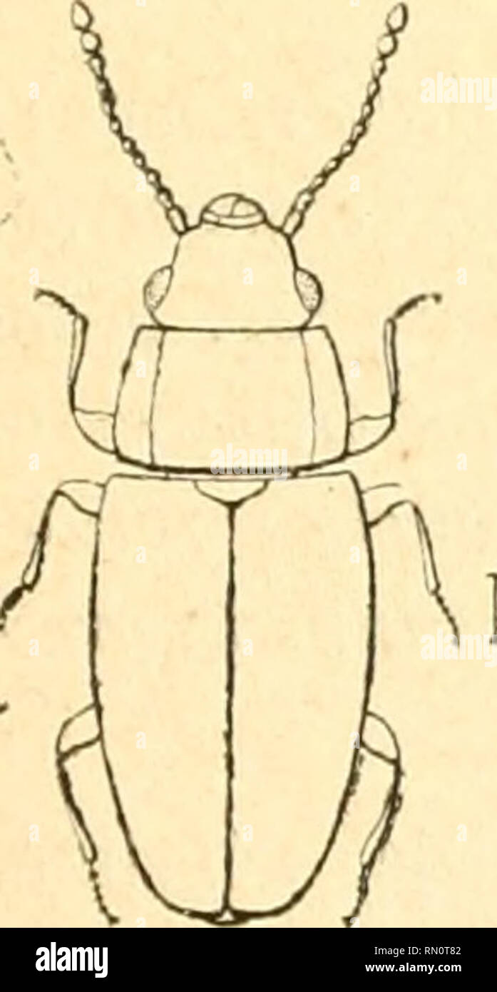 Turanicus hi-res stock photography and images - Alamy